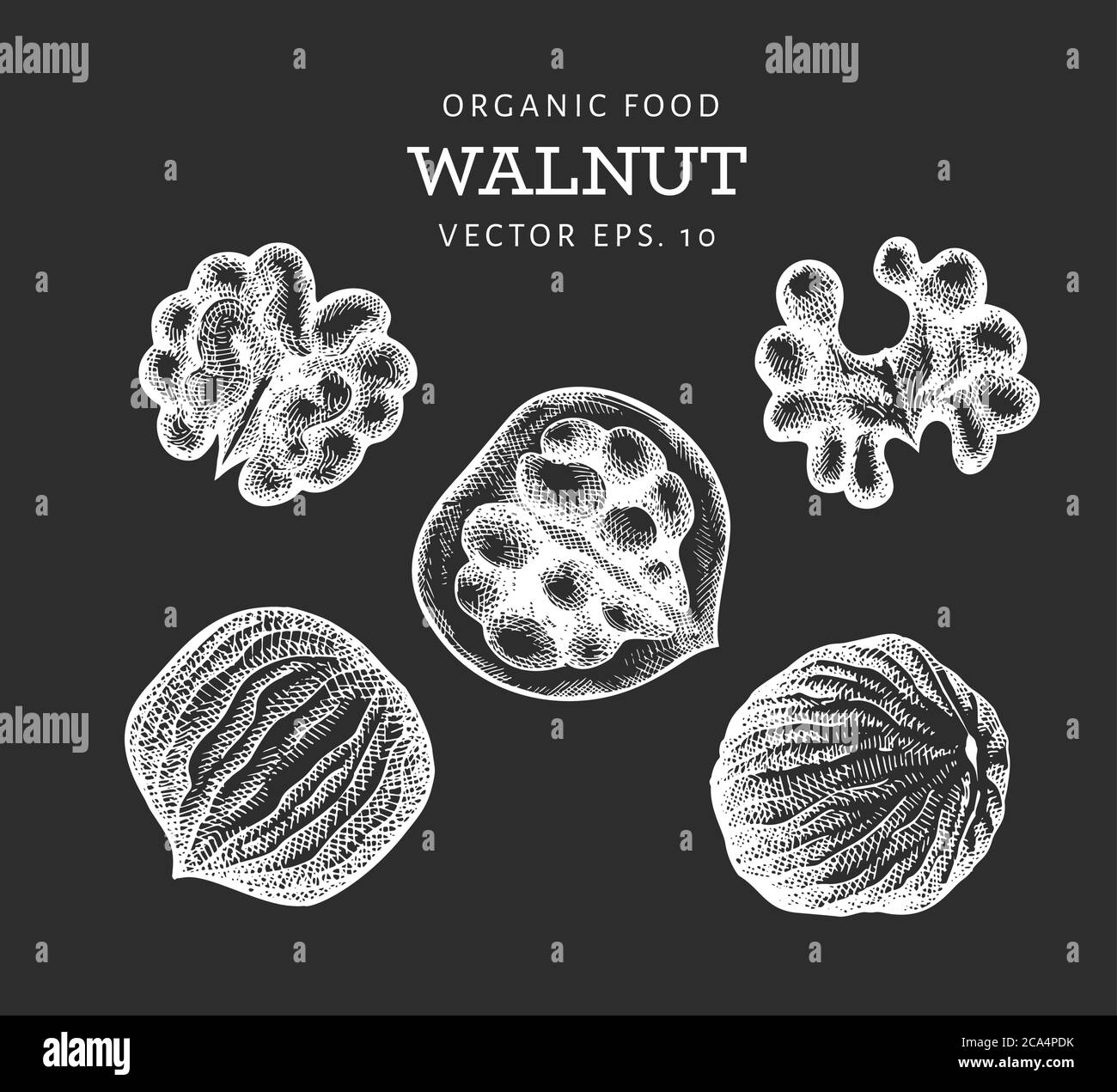 Walnut nut kernels vintage Stock Vector Images - Alamy