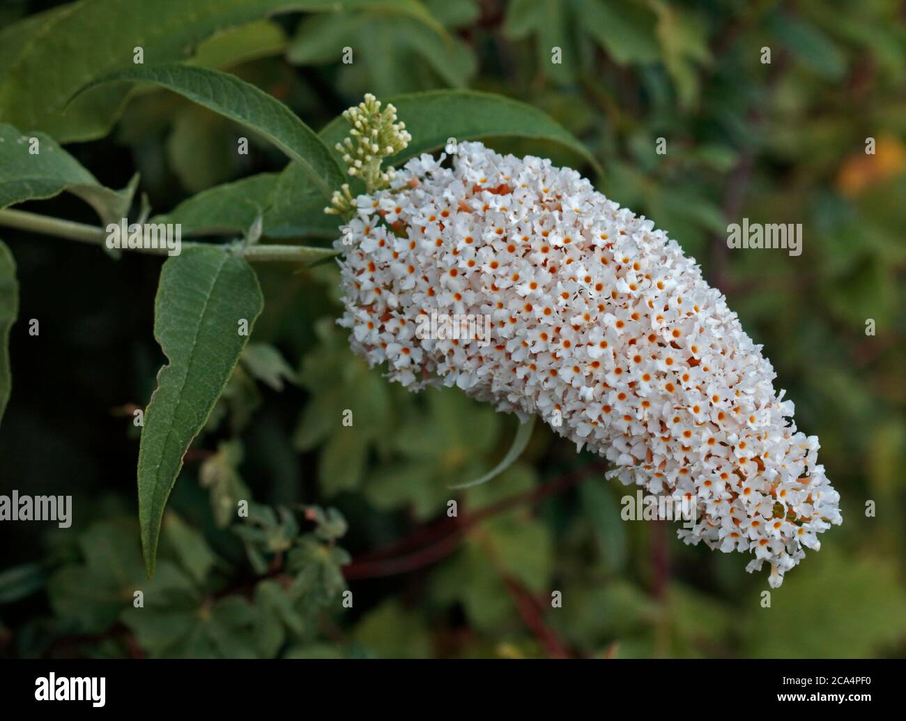 White flowering shrubs hi-res stock photography and images - Alamy