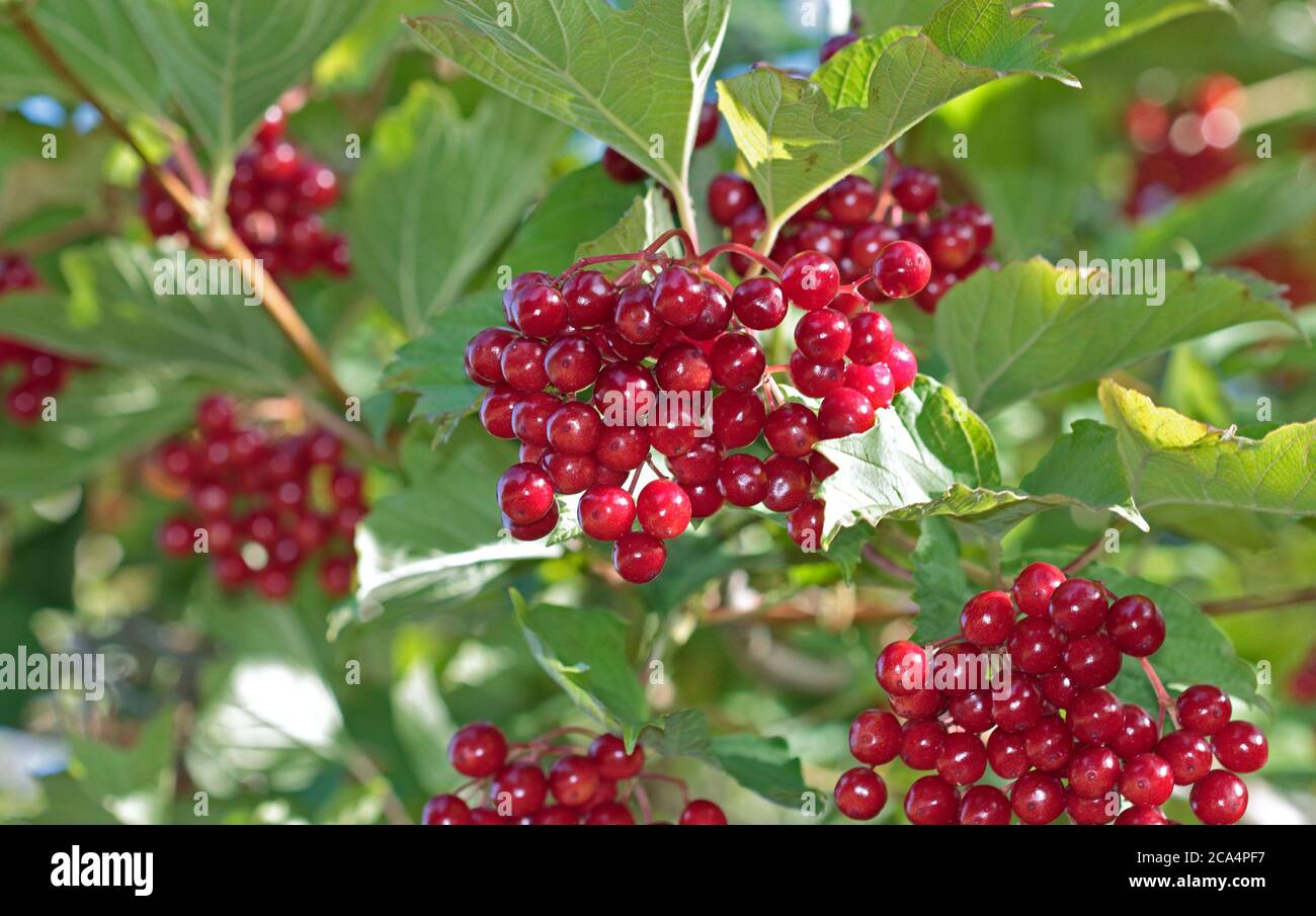 Guelder Rose (viburnum opulus) Berries Stock Photo - Alamy