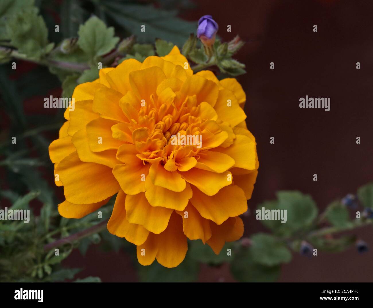 Marigold hi-res stock photography and images - Alamy