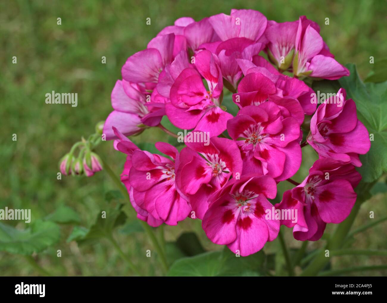 Herbaceous geranium flower hi-res stock photography and images - Alamy