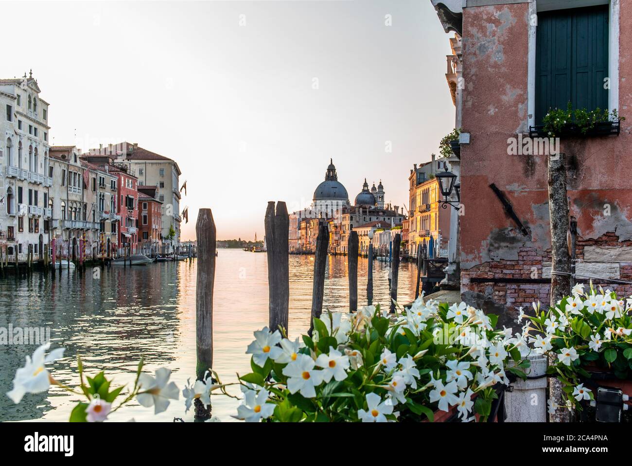 White mandevilla flowers on the waterfront of the Canal Grande in ...