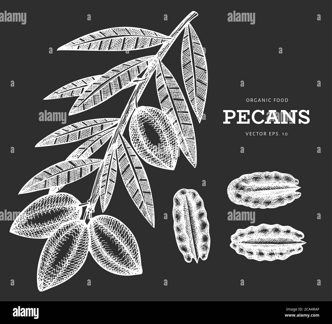 Hand drawn sketch pecan branch and kernels. Organic food vector ...