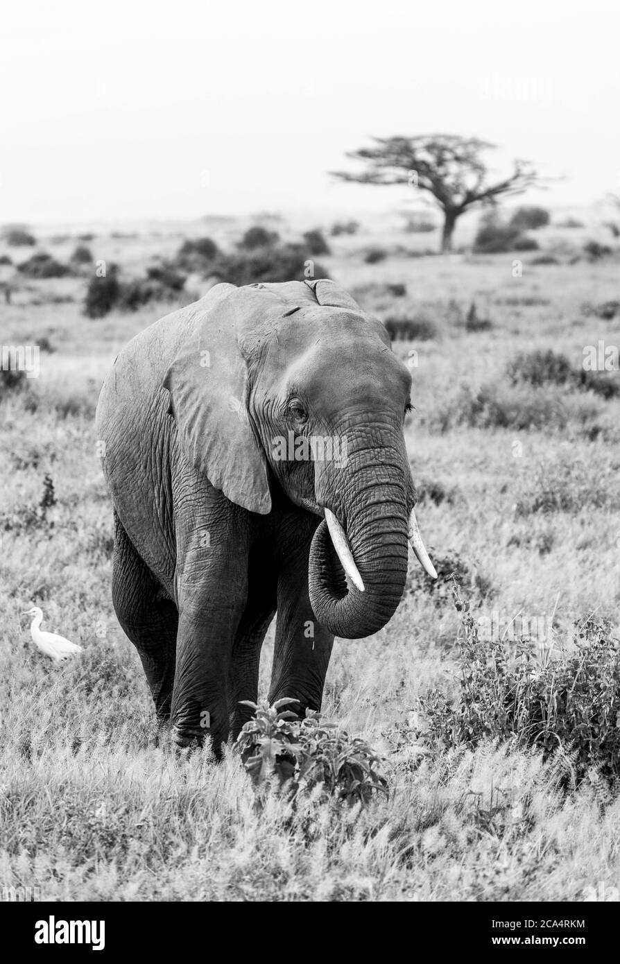 Amboseli national park, kenya elephant Black and White Stock Photos ...