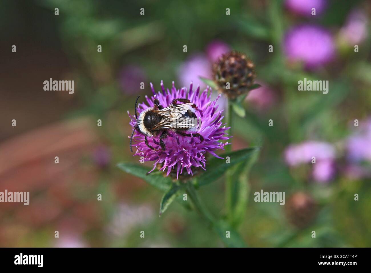 Common Mourning Bee Stock Photo - Alamy