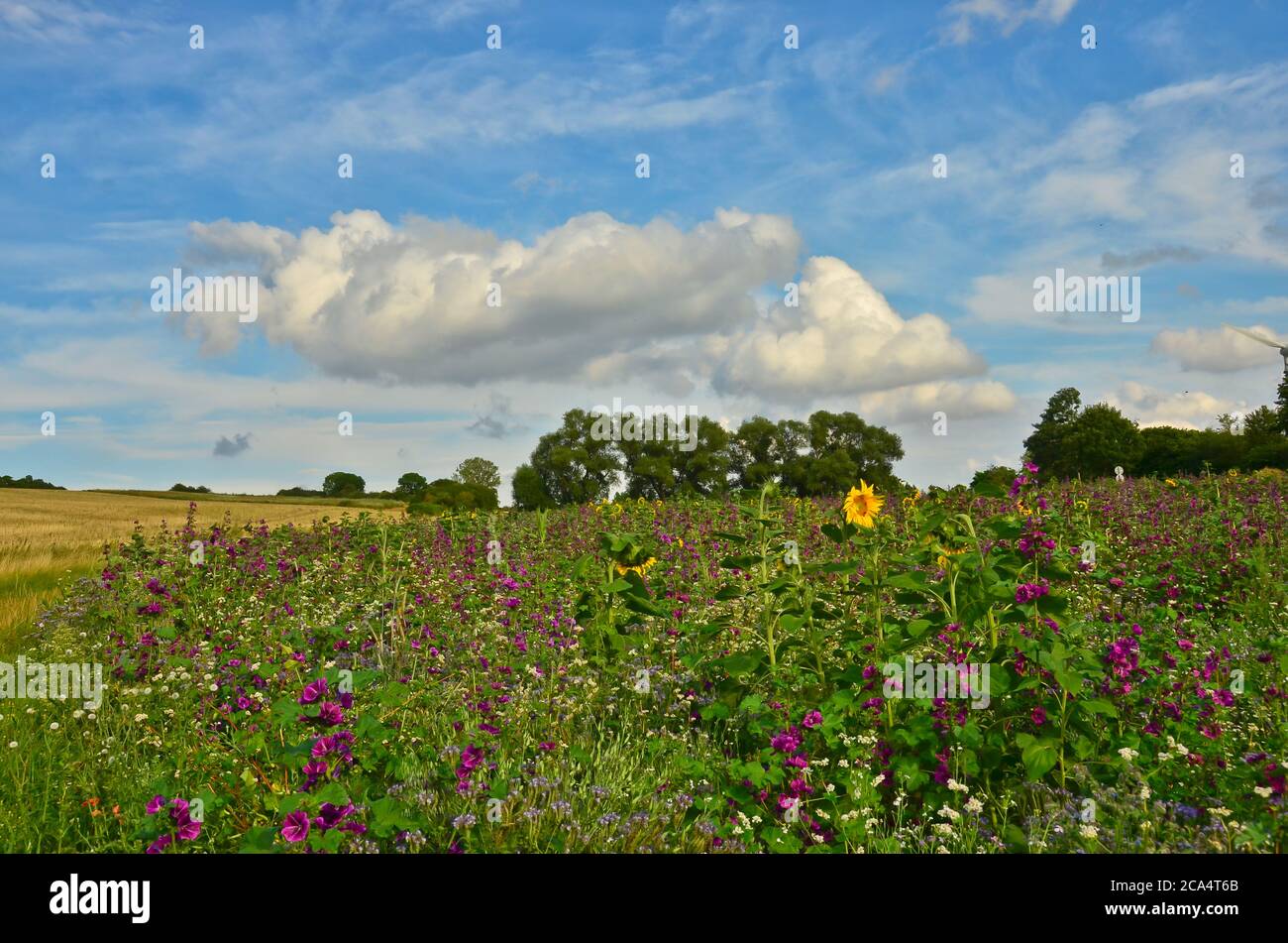 A beautiful meadow with vibrant wildflowers in front of a german ...