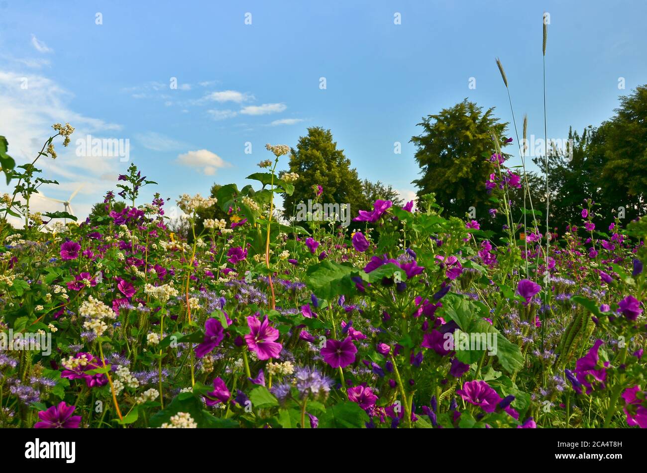 German garden sunflowers in germany hi-res stock photography and images ...