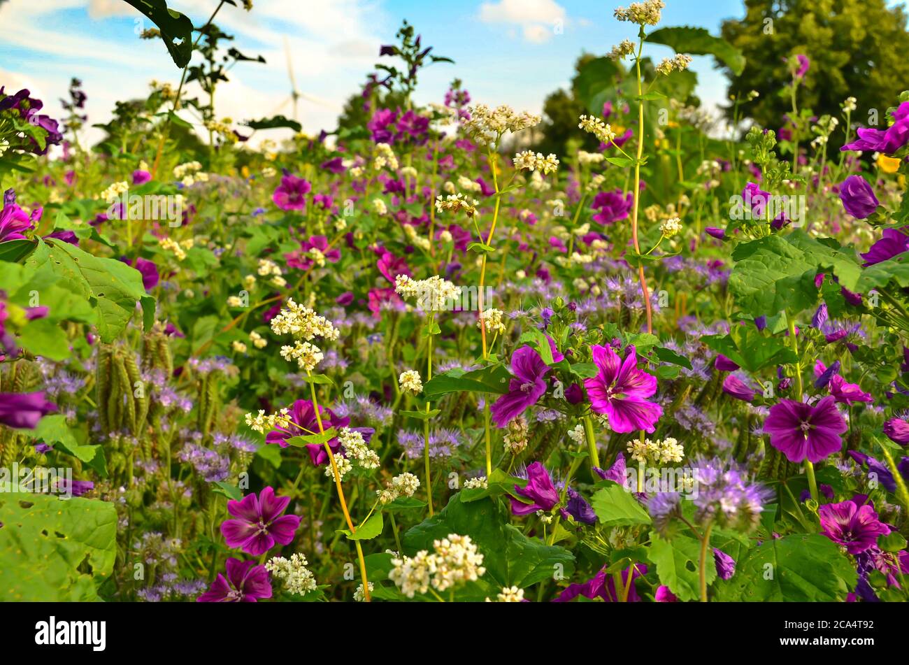 German garden sunflowers in germany hi-res stock photography and images ...