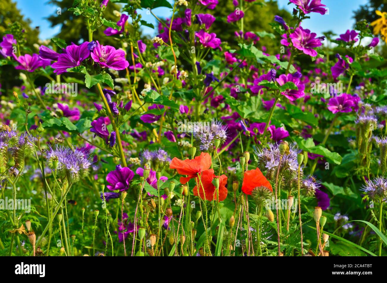 German garden sunflowers in germany hi-res stock photography and images ...
