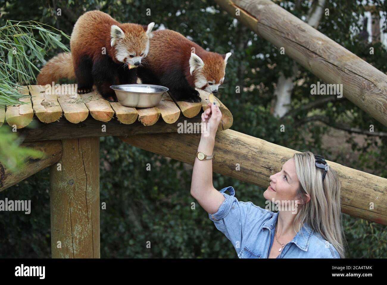 Countryfile presenter Helen Skelton alongside two red pandas during a ...