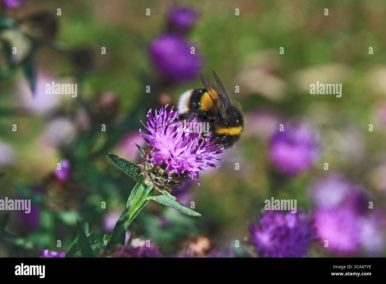 Flying white tailed bumblebee hi-res stock photography and images - Alamy