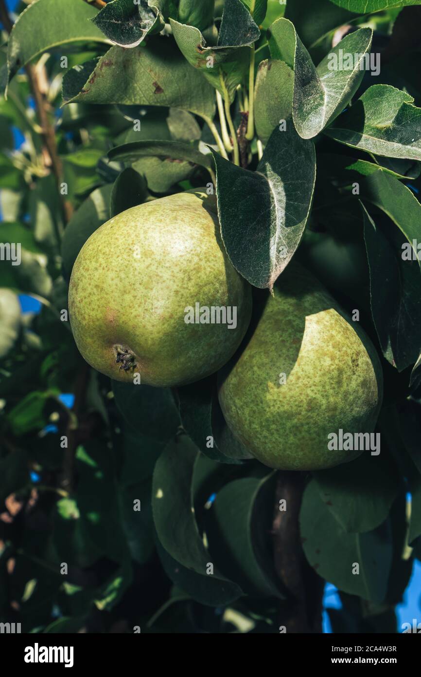 Beautiful fresh young green pears growing on a tree background Stock ...