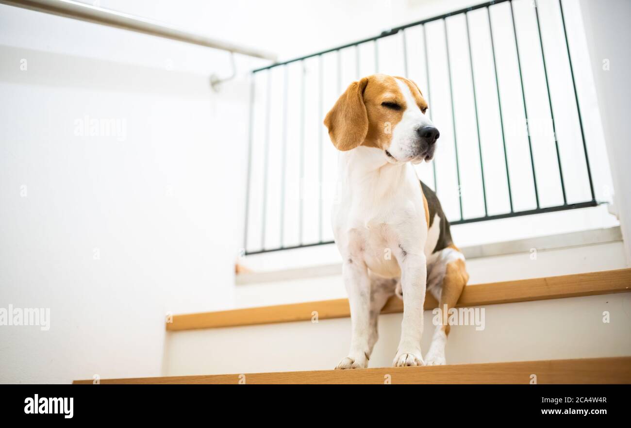 Sad beagle dog sitting on stairs, Way to bedroom blocked with barrier ...