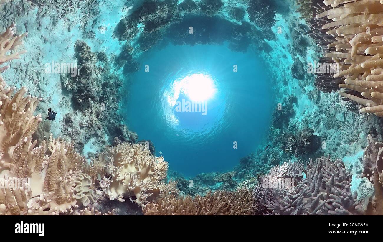 Sealife, Diving near a coral reef. Beautiful colorful tropical fish on ...