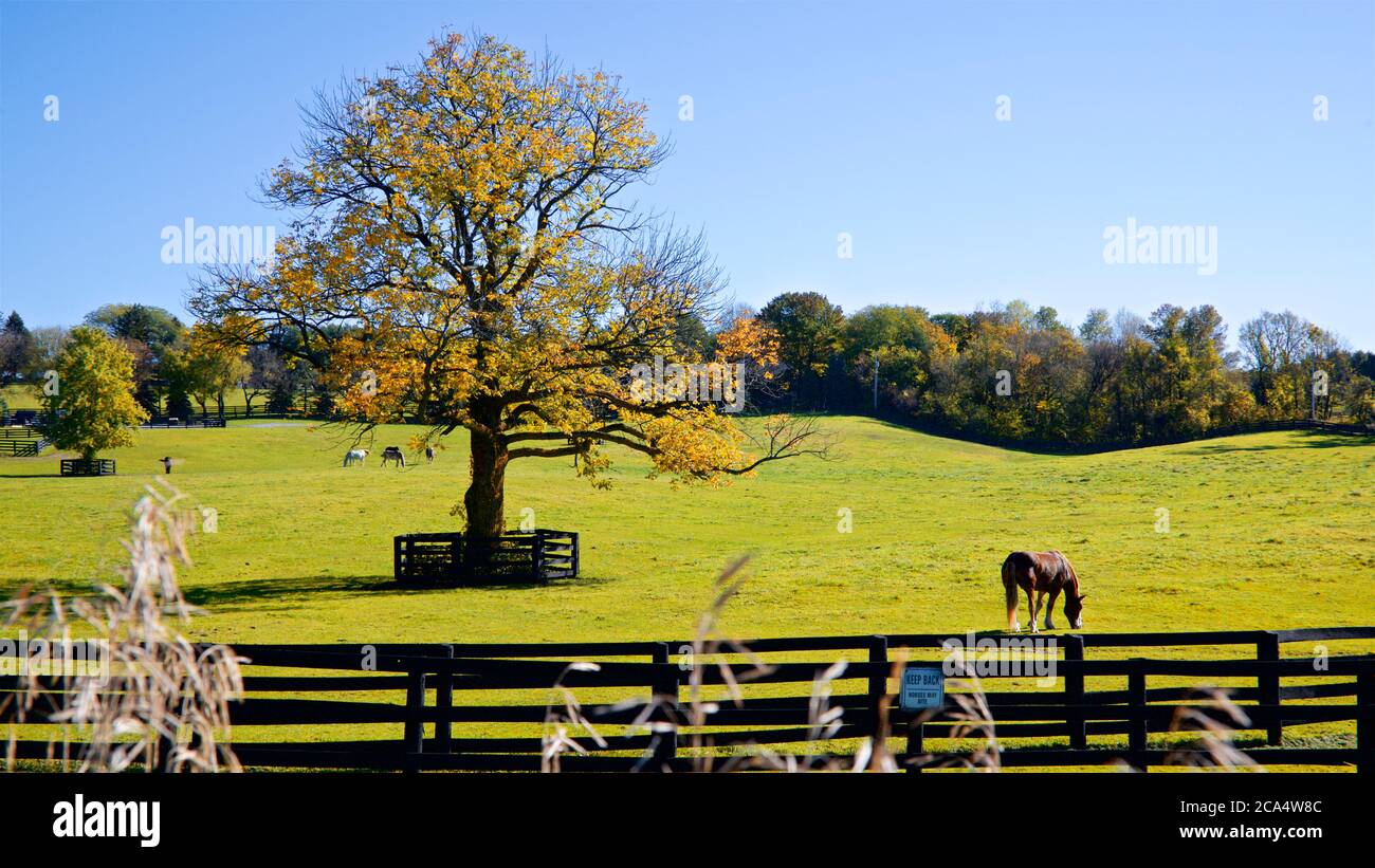 Profile view of a maple tree and horses quietly grazing in a pasture on ...
