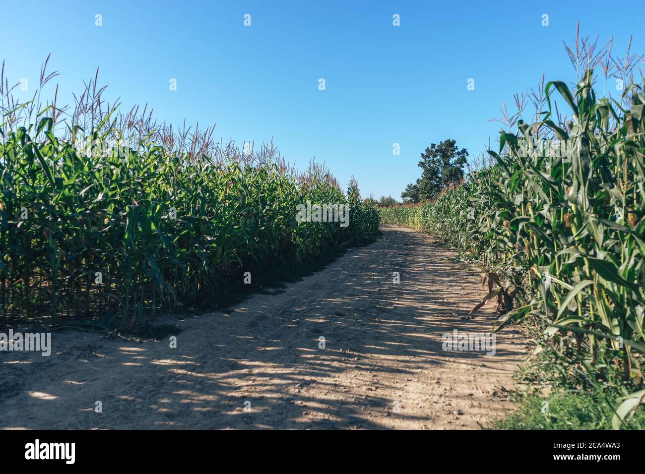 Beautiful green corn plantation and road way on a nature background ...