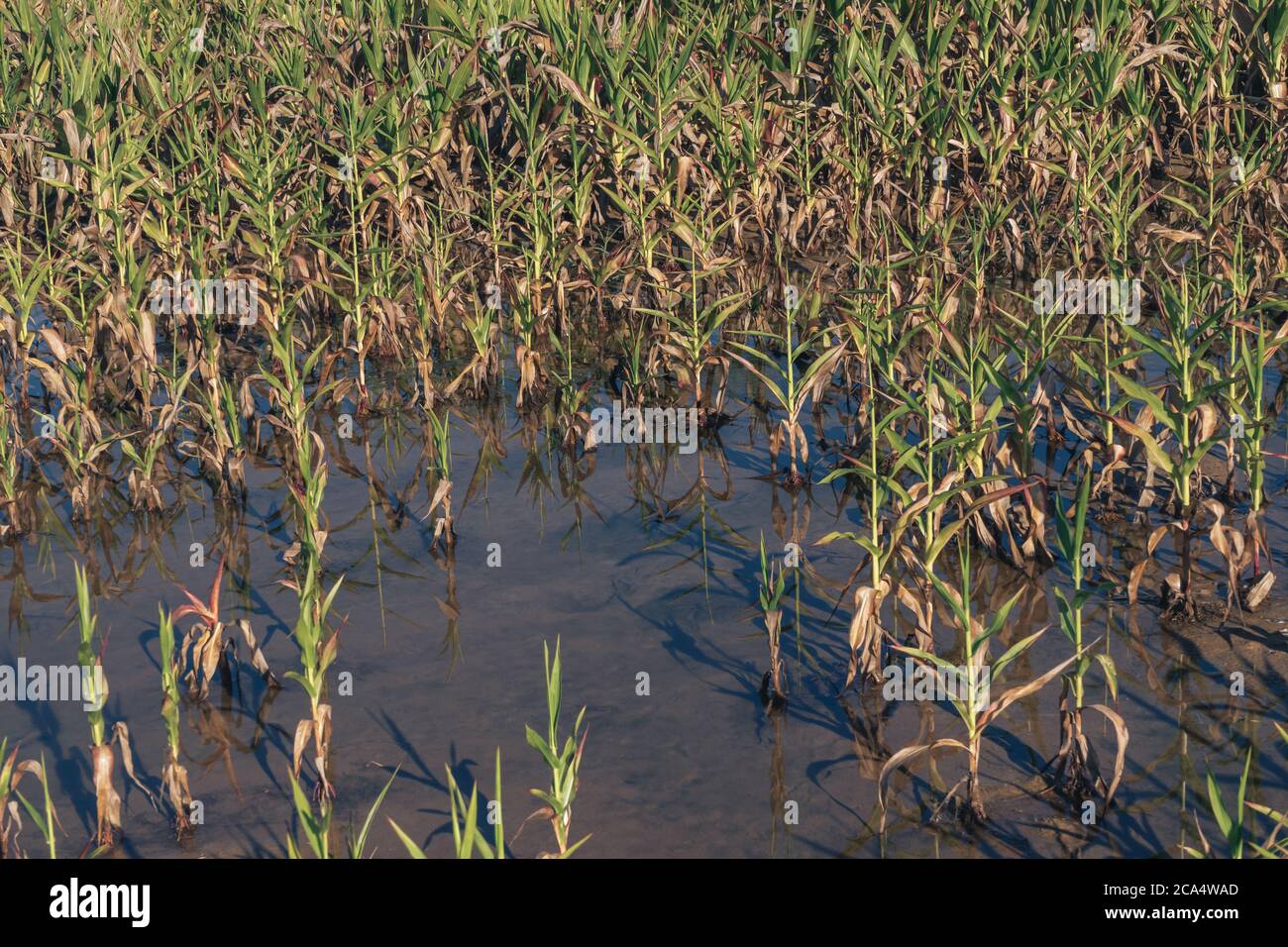 Beautiful green corn plantation on a nature background Stock Photo - Alamy
