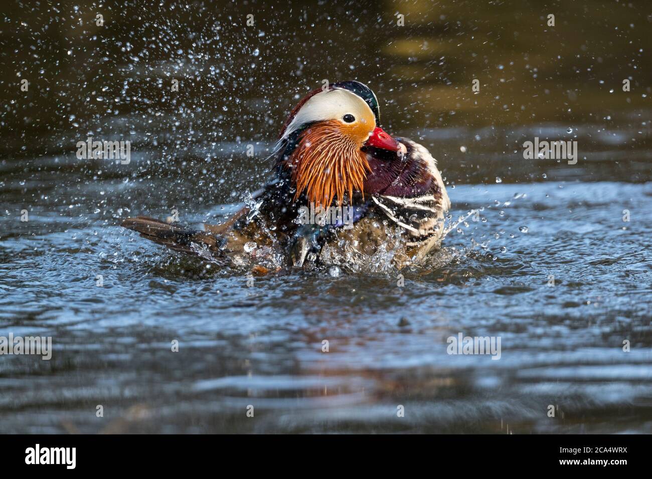 Mandarin Drake High Resolution Stock Photography and Images - Alamy