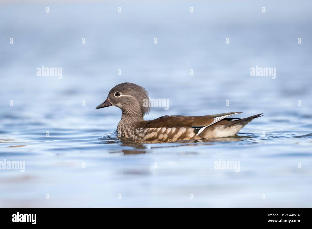 Mandarin Duck; Aix galericulata; Female; Devon; UK Stock Photo - Alamy
