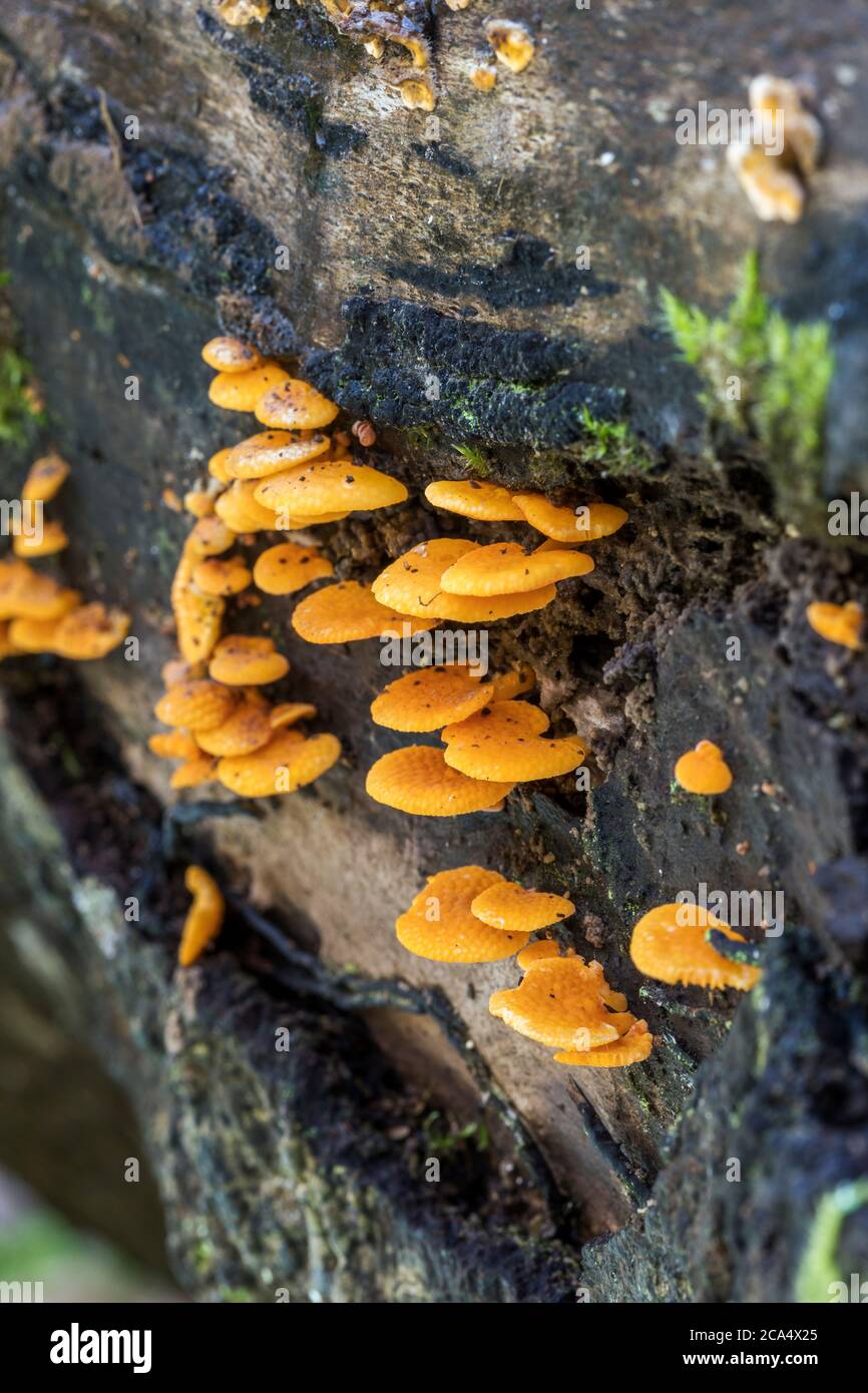 Orange Pore Fungus; Favolaschia calocera; Cornwall; UK Stock Photo - Alamy