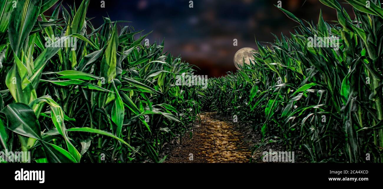 Full Moon over Dark corn field Stock Photo - Alamy