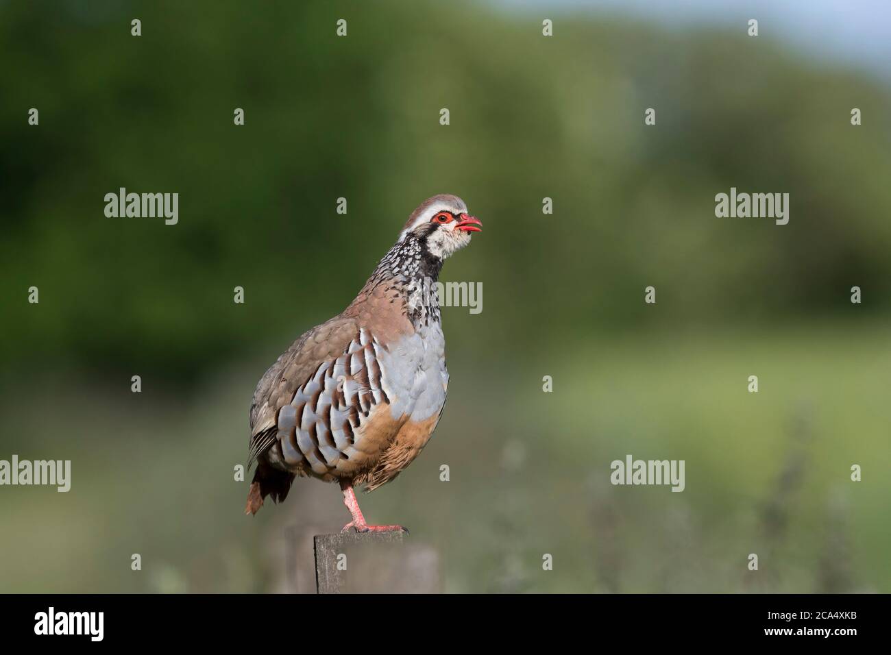 Red Legged Partridge; Alectoris rufa; Standing on Fence; UK Stock Photo ...