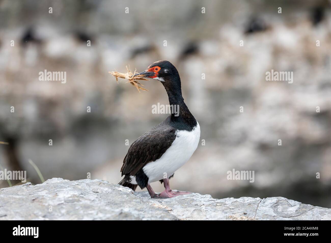 Rock or Magellanic Cormorant; Phalacrocorax magellanicus; With Nesting ...