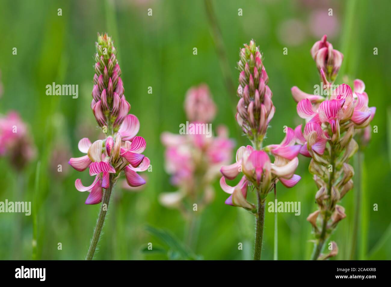 Flowering Sainfoin High Resolution Stock Photography and Images - Alamy