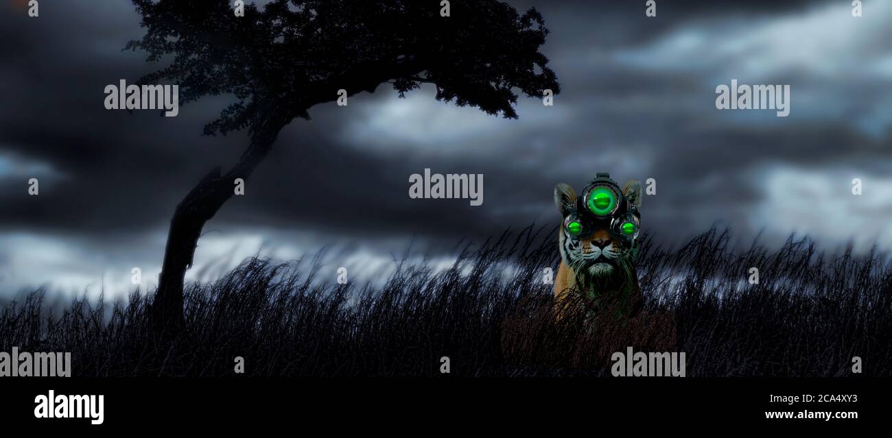 Tiger wearing night vision goggles Stock Photo - Alamy