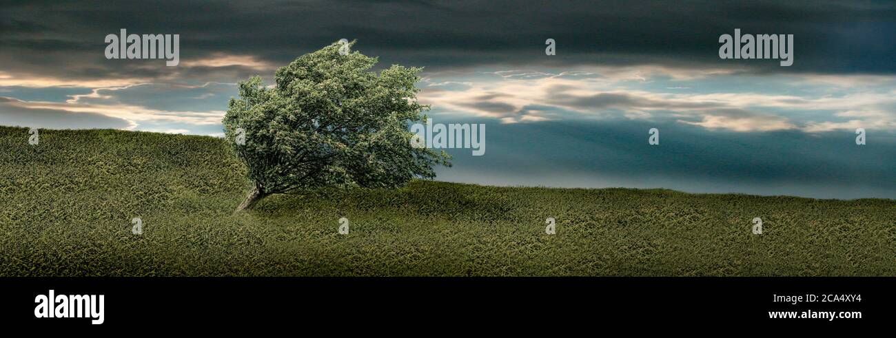 Tree swaying in storm Stock Photo - Alamy