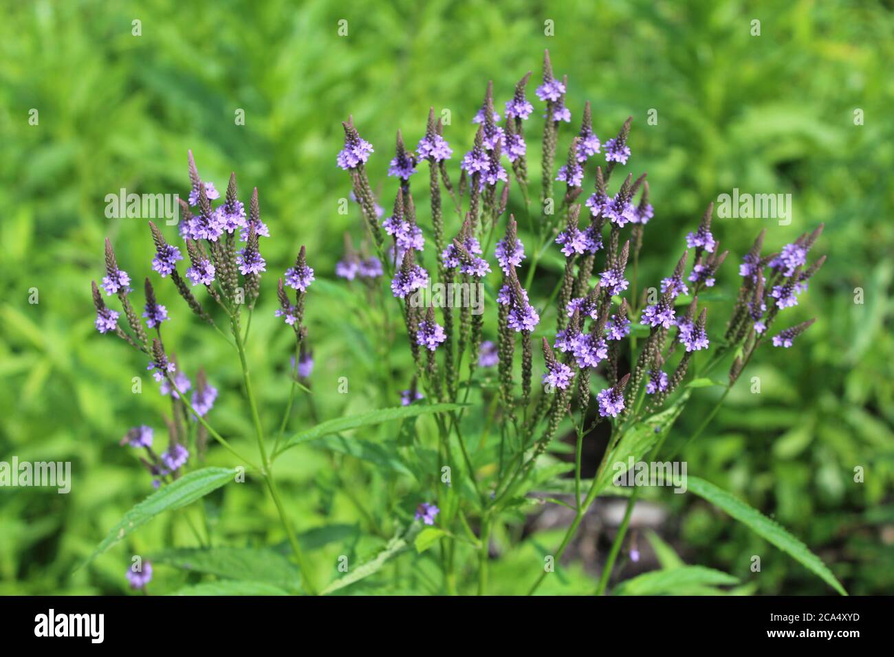 Blue vervain hi-res stock photography and images - Alamy
