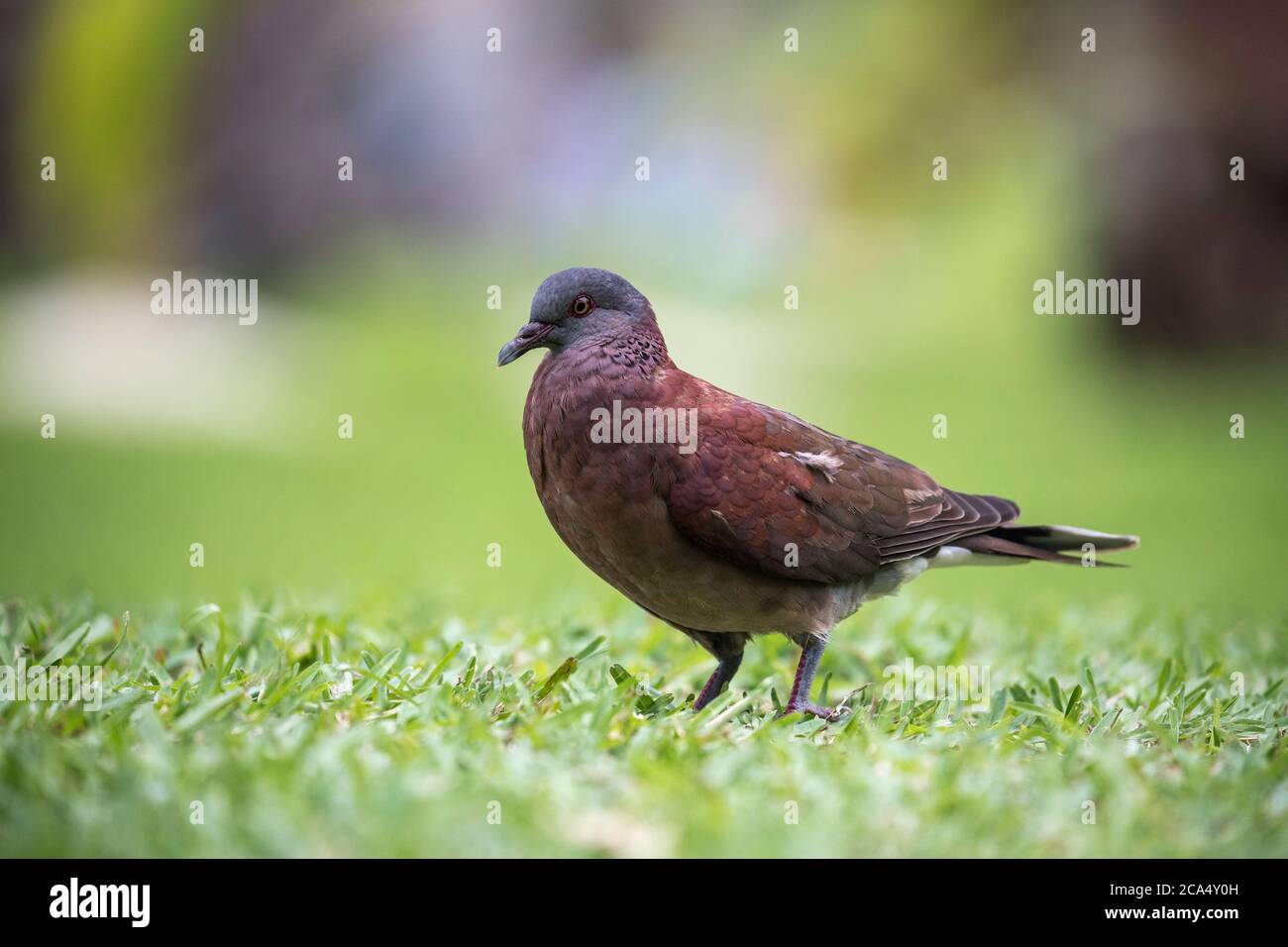 Seychelles Turtle Dove; Nesoenas picturatus; Seychelles Stock Photo - Alamy
