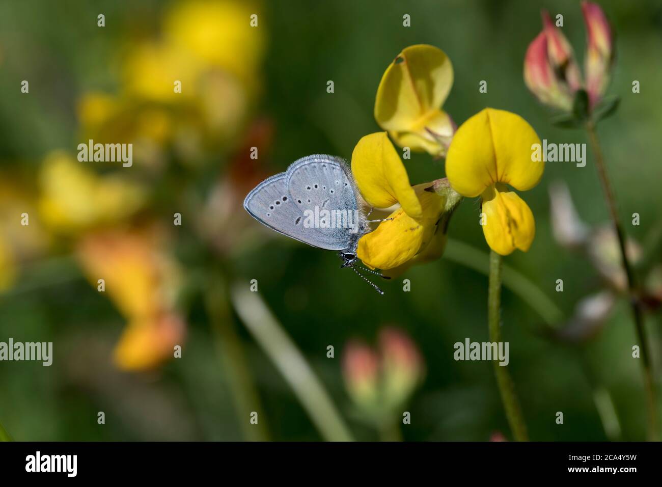 Small Blue Butterfly; Cupido minimus; on Birds Foot Trefoil; UK Stock ...