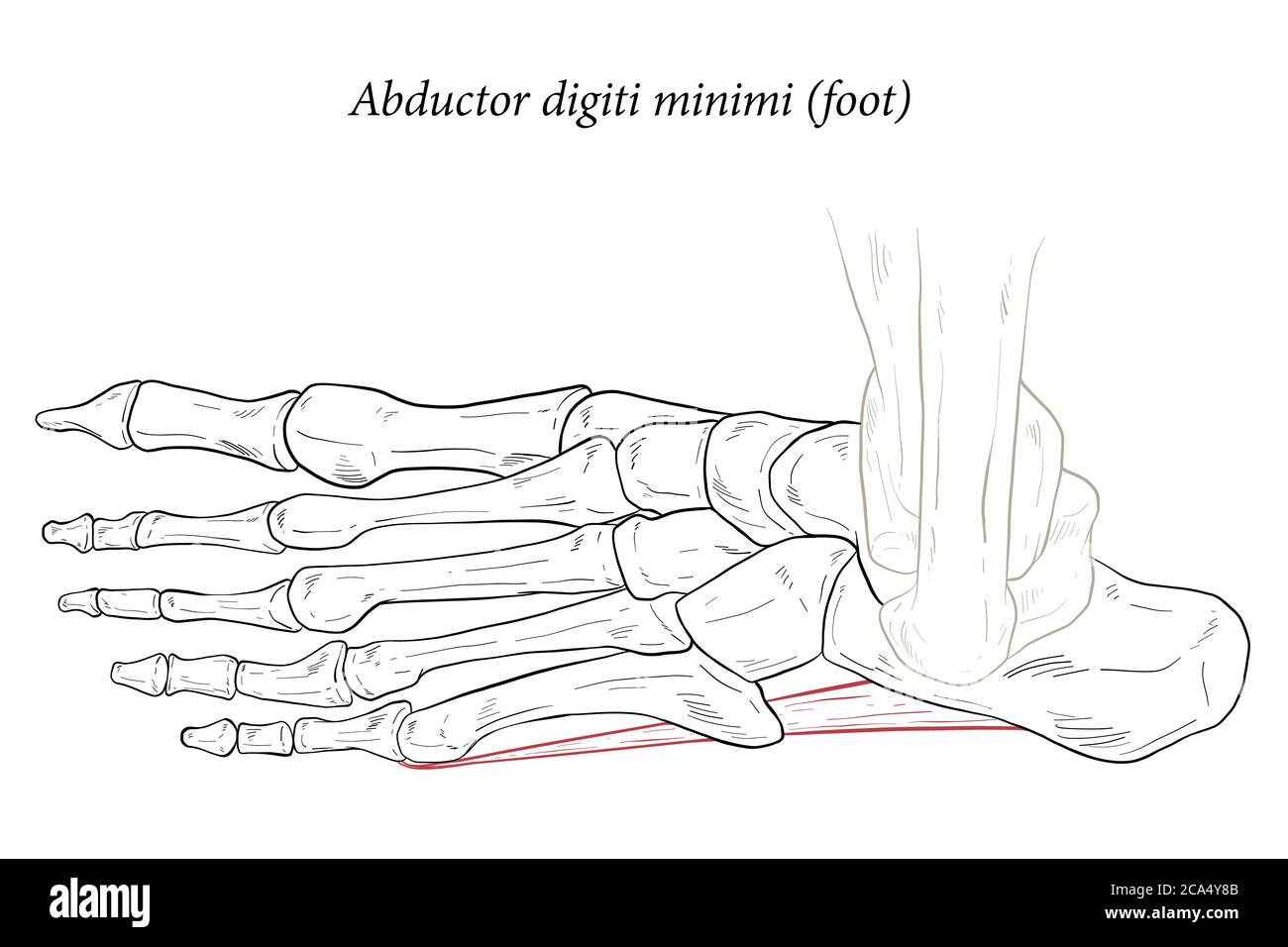 Abductor digiti minimi muscle of foot Stock Vector Image & Art - Alamy