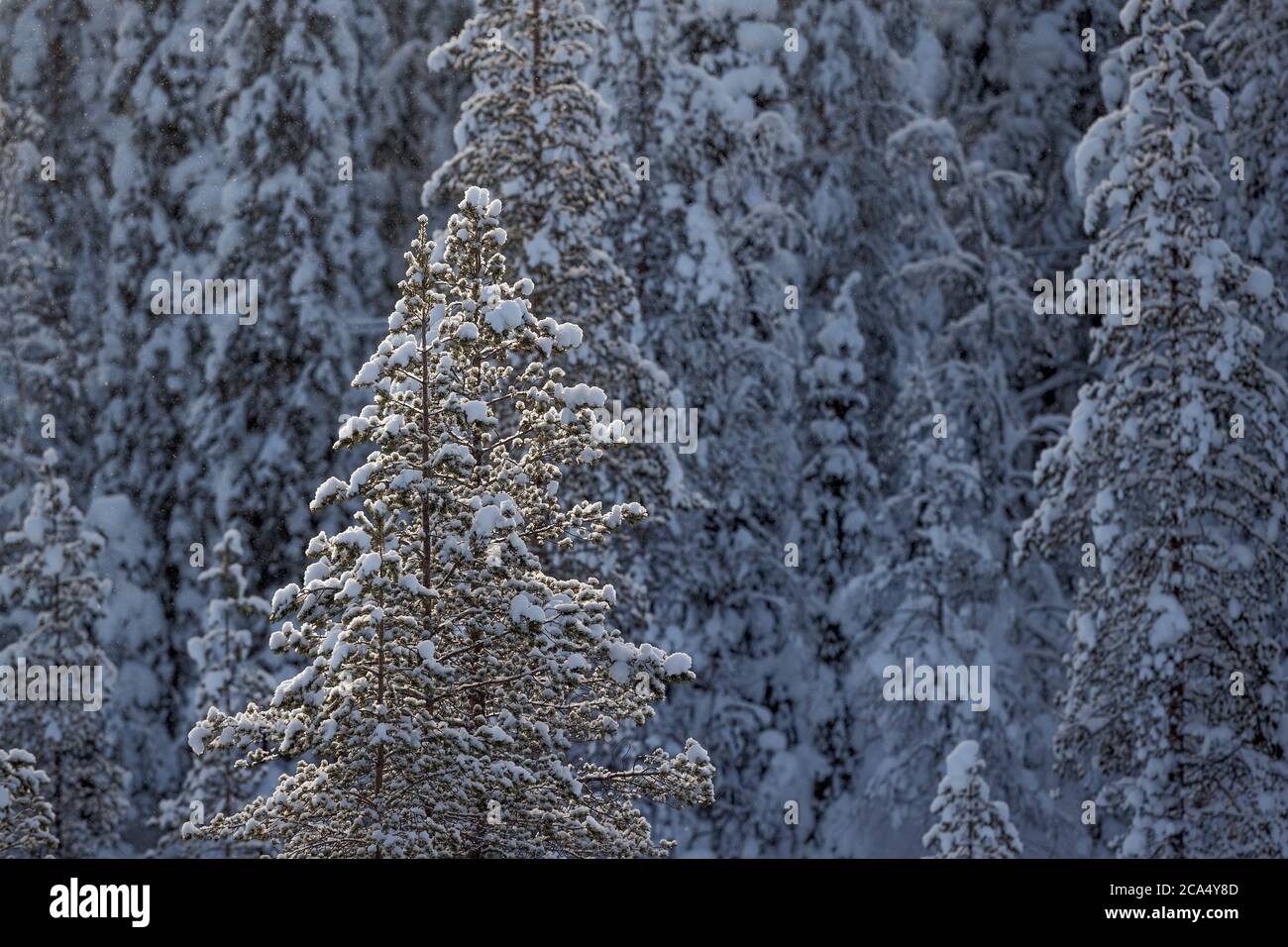 Ruka; Forest in Winter; Finland Stock Photo - Alamy