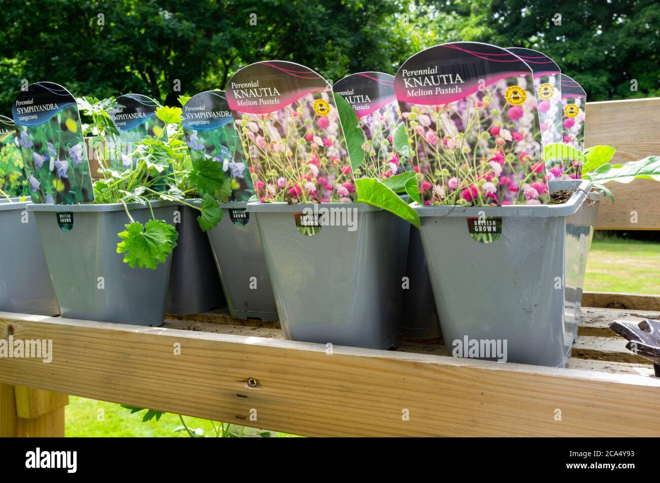 Flower plants for sale hi-res stock photography and images - Alamy