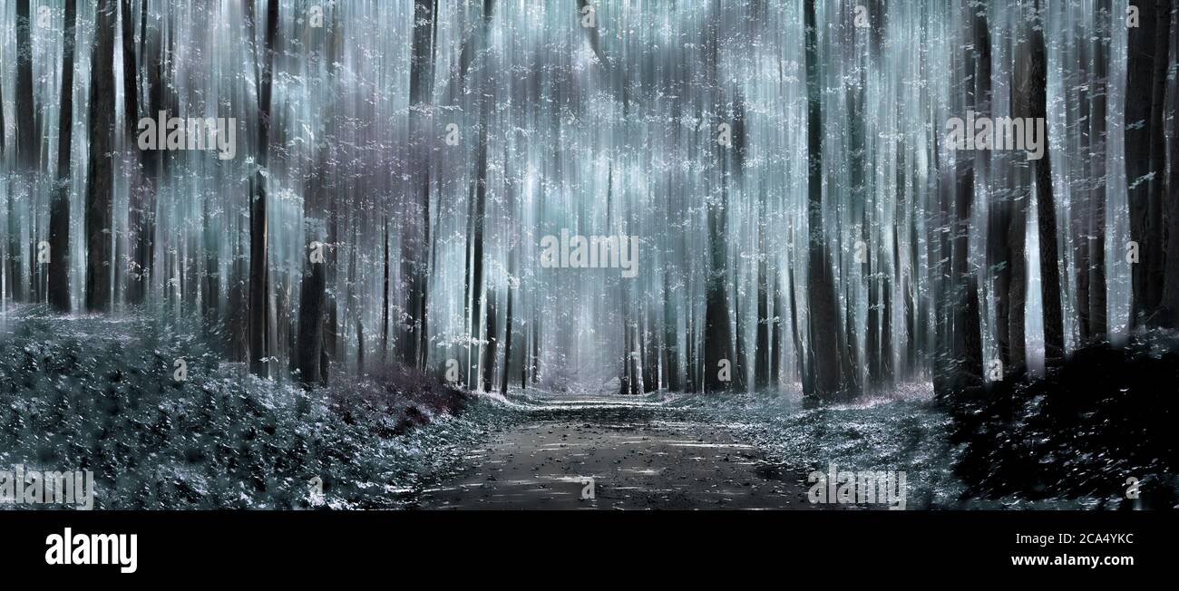 Enchanted forest hi-res stock photography and images - Alamy