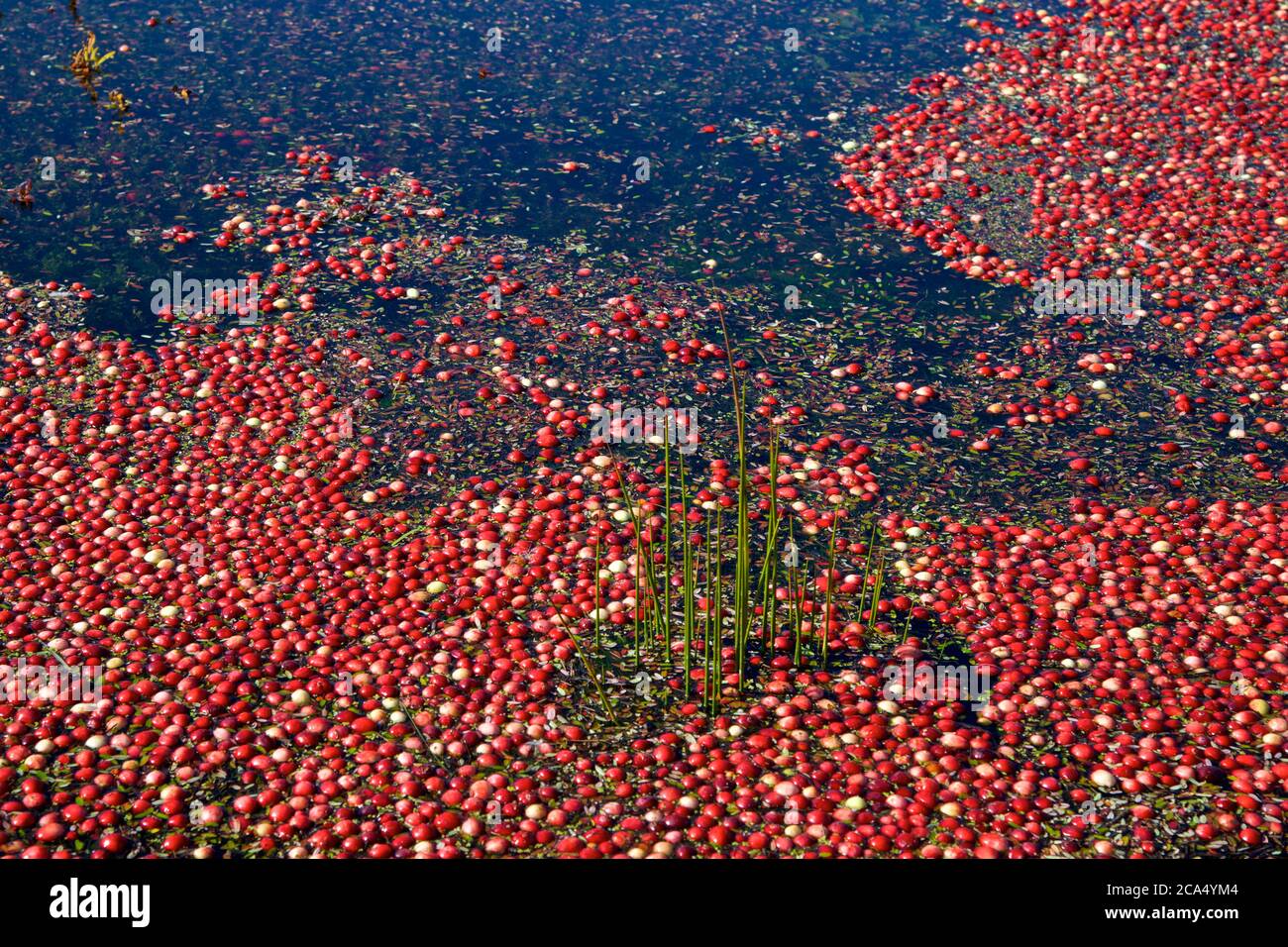 Cranberry farm hi-res stock photography and images - Alamy