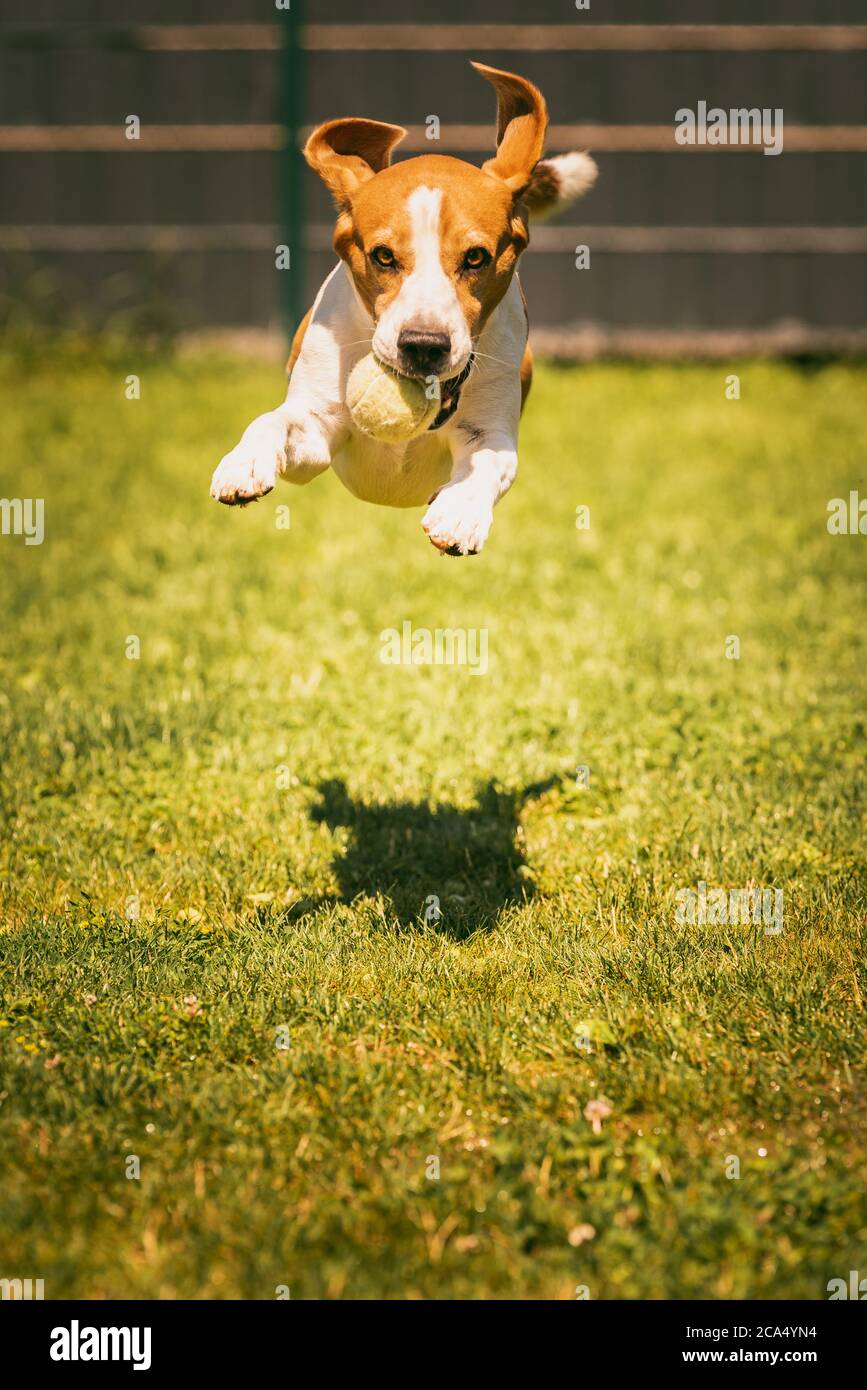 Are Beagles Fast