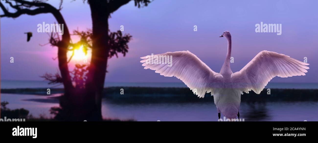 Sun facing bird hi-res stock photography and images - Alamy
