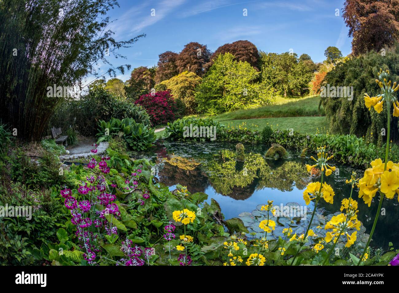 Trebah Garden; Spring; Cornwall; UK Stock Photo - Alamy