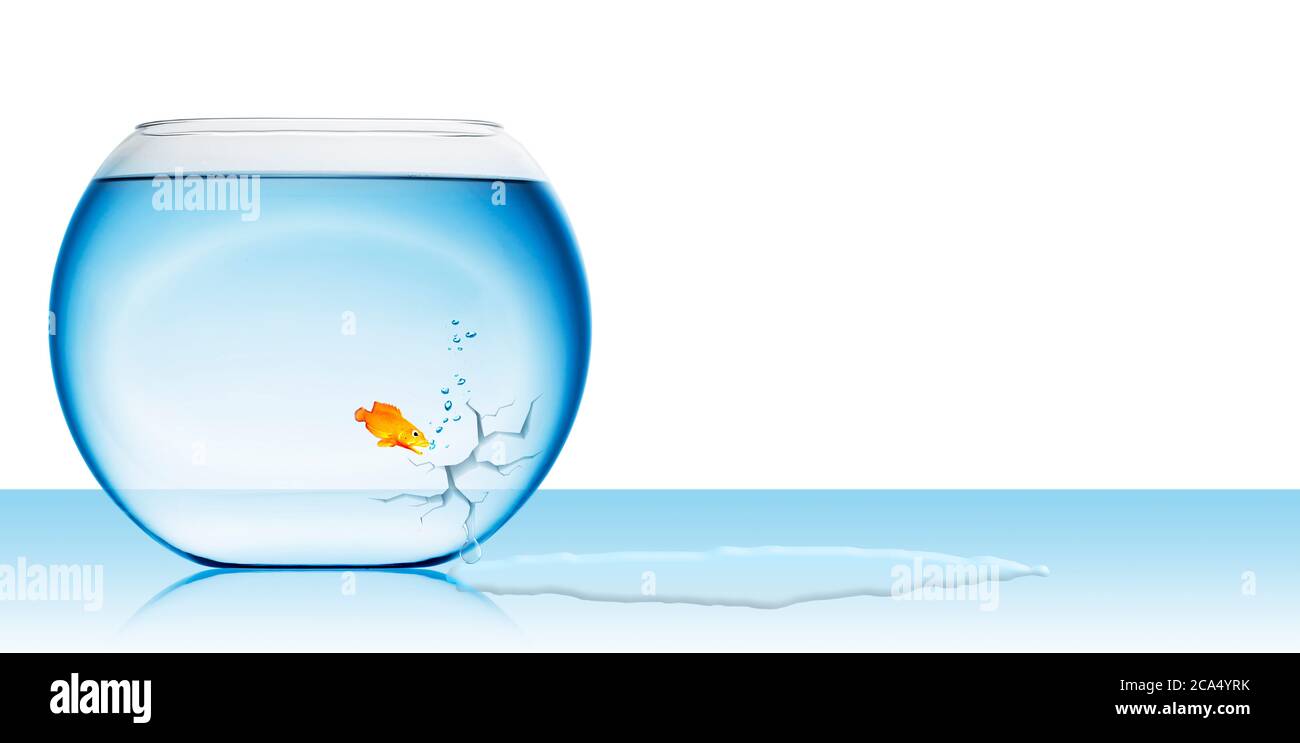 Broken fish bowl hi-res stock photography and images - Alamy