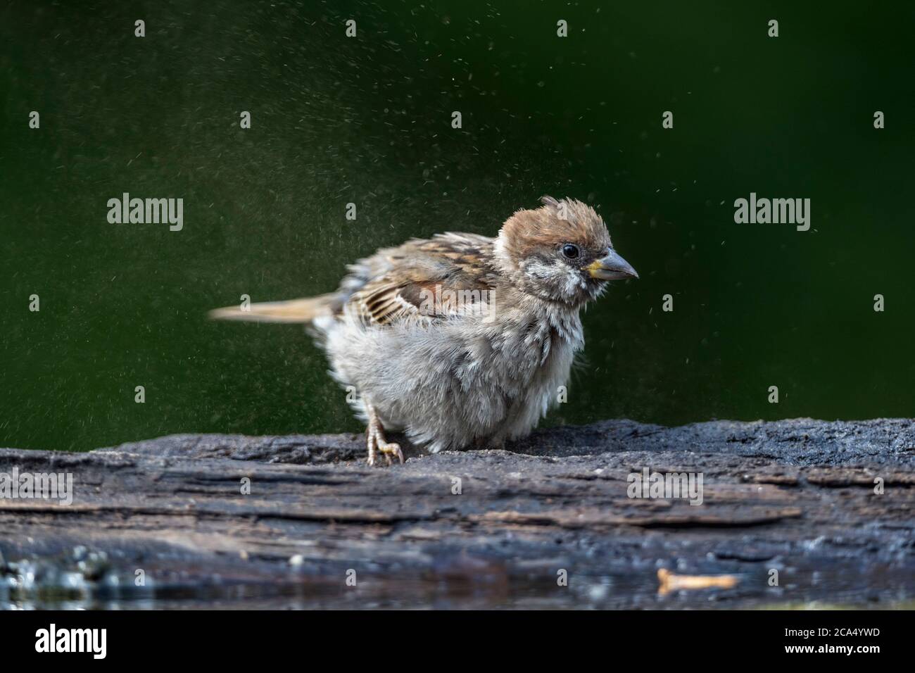 Juvenile tree sparrow hi-res stock photography and images - Alamy
