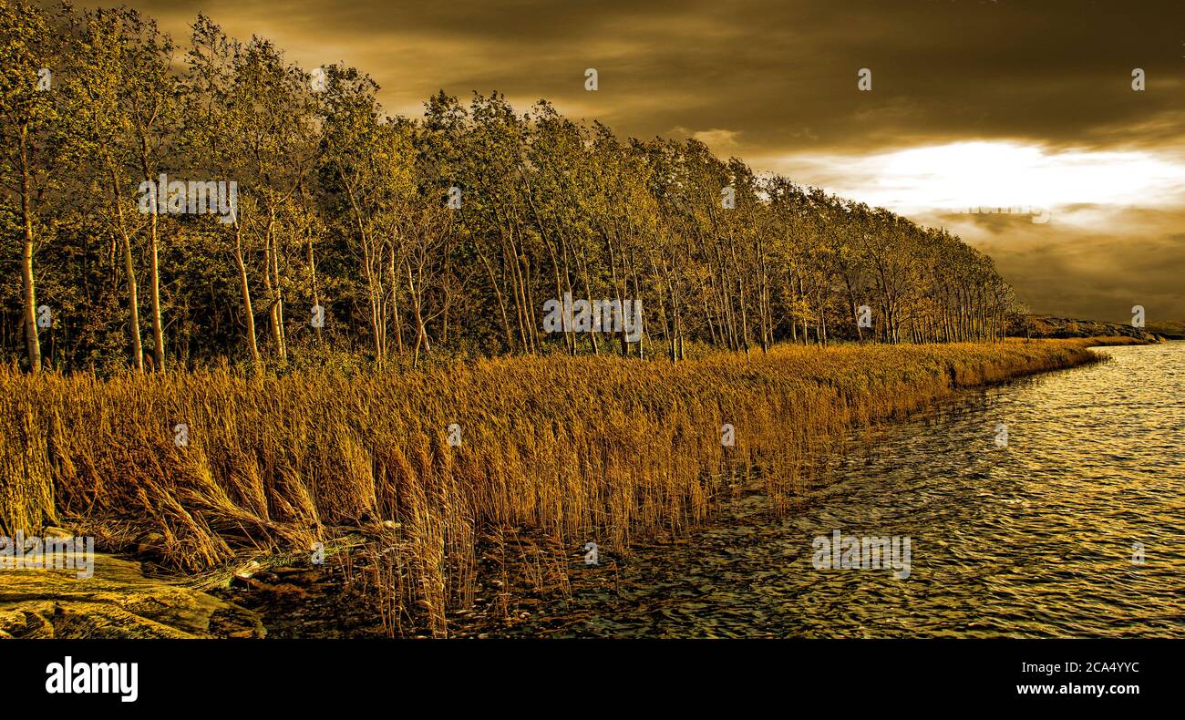 Riverside forest hi-res stock photography and images - Alamy