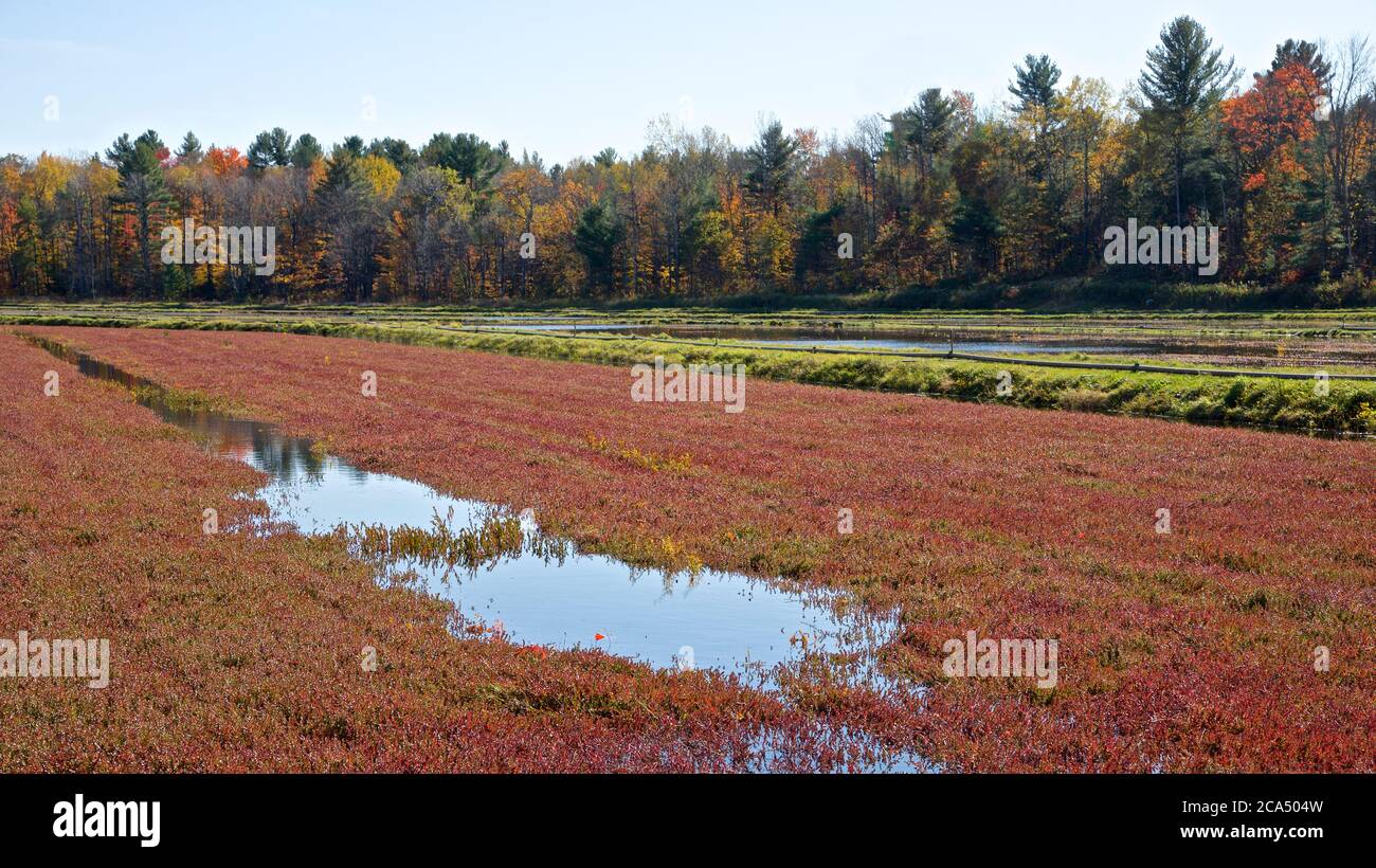 Cranberry farm hi-res stock photography and images - Alamy