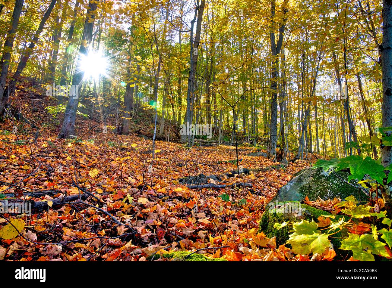 Sunshine through leaf hi-res stock photography and images - Alamy