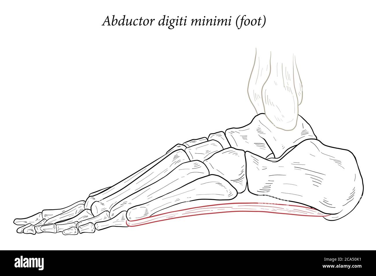 Abductor digiti minimi muscle of foot Stock Vector Image & Art - Alamy