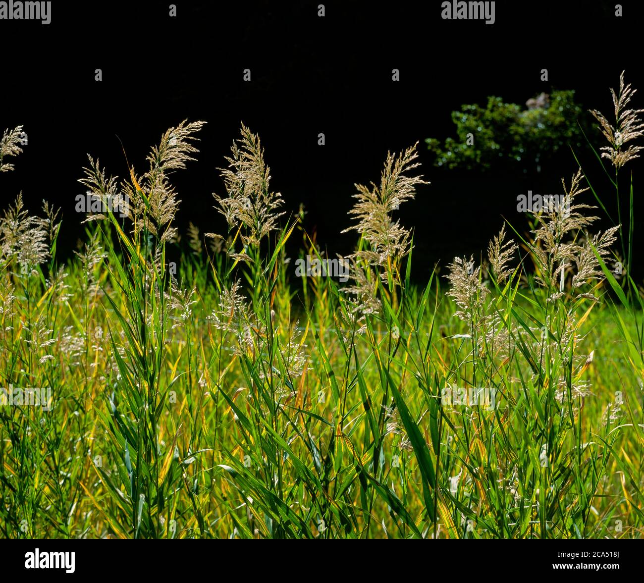 Green grass in Capitol Reef National Park, Utah, USA Stock Photo - Alamy