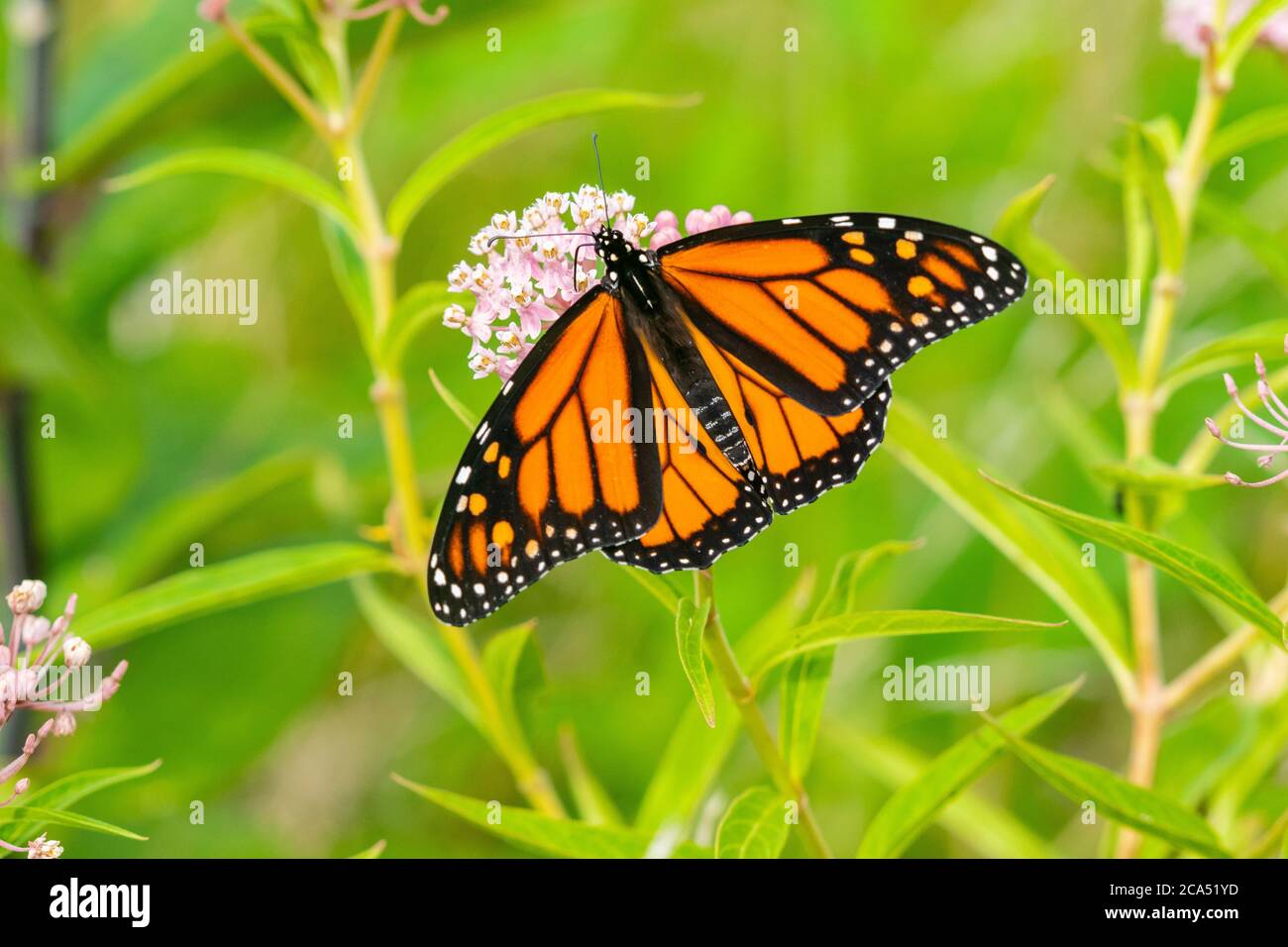 Close up of Monarch (Danaus plexippus) on Swamp Milkweed (Asclepias ...