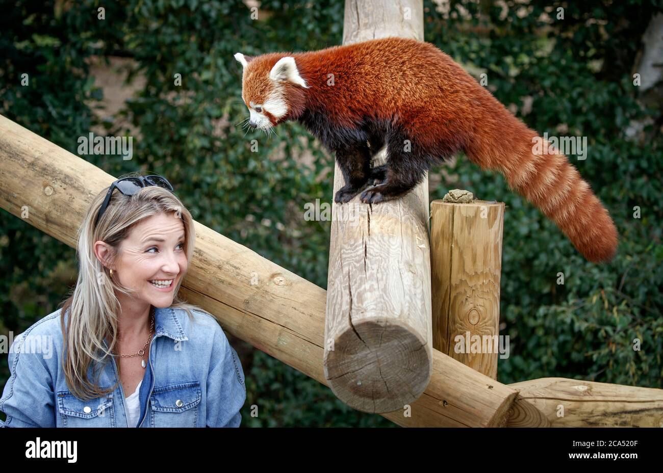 Countryfile presenter Helen Skelton feeds a red panda during a visit to ...